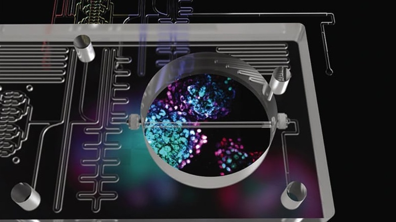 Scientists Create Pancreas on a Chip - Medical Design Briefs
